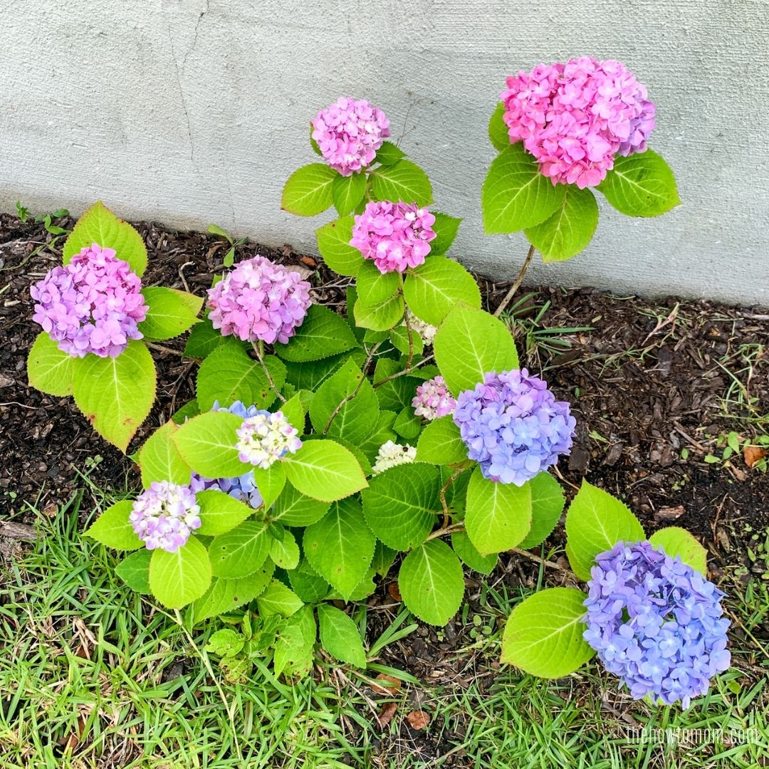 How to Revive Wilted Hydrangeas - Guaranteed! • The How To Mom